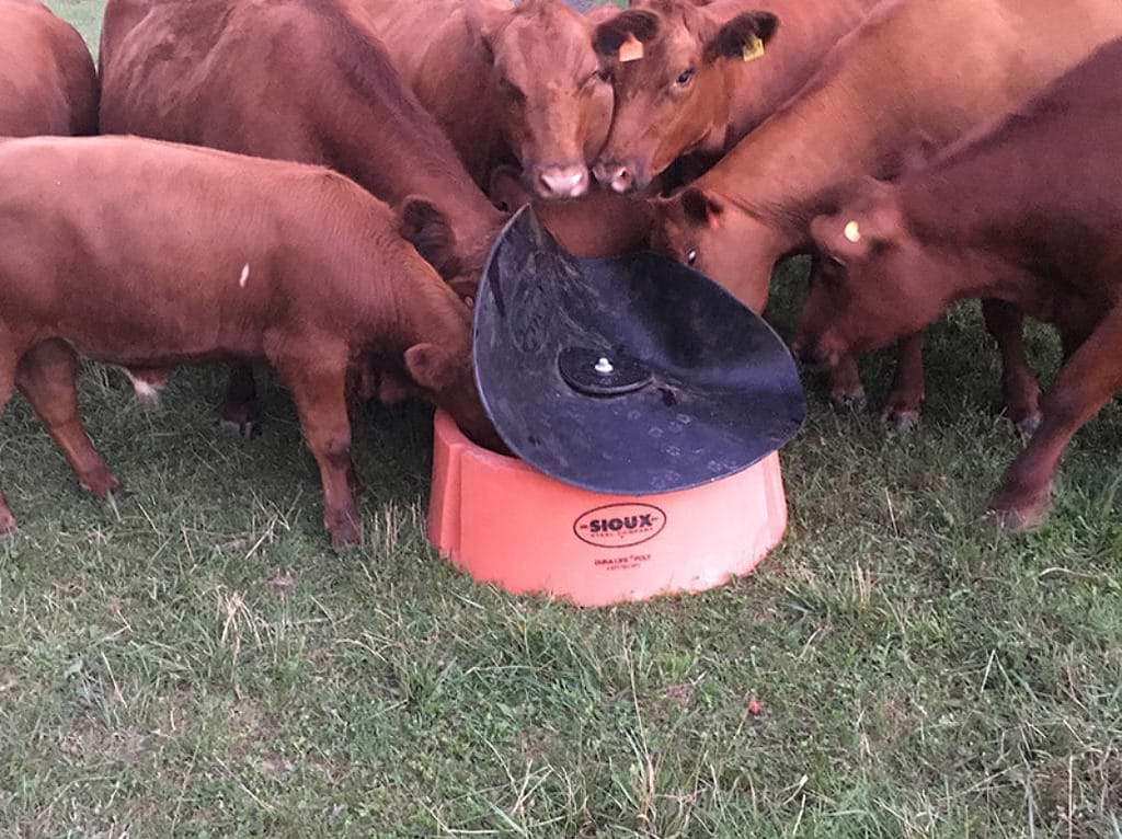 Why the Best Cattle Mineral Feeder Might Not Be What You Expect ...
