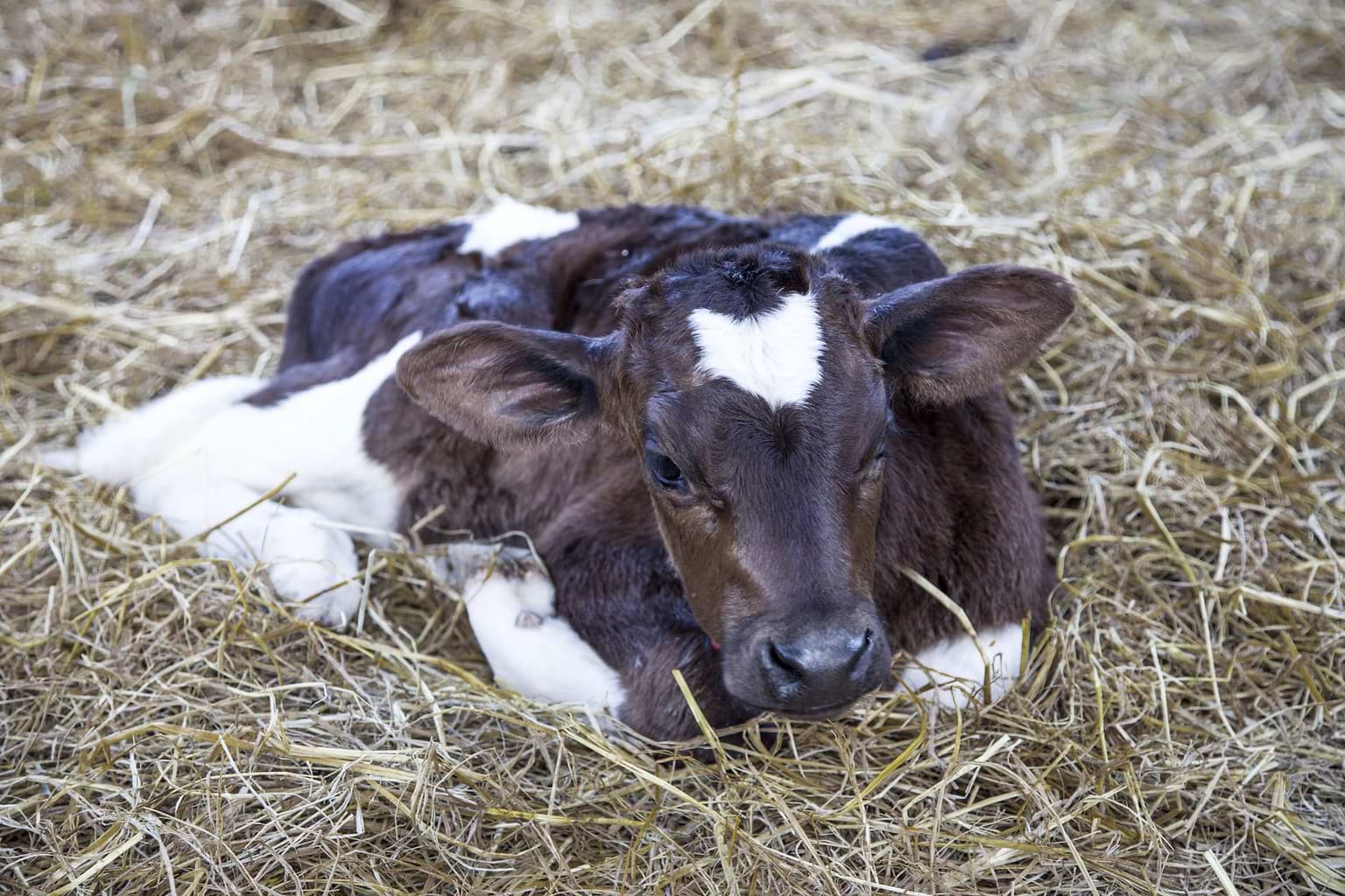 Scours in Calves: Causes. Effects. How to fight 'em. - Riomax® 360