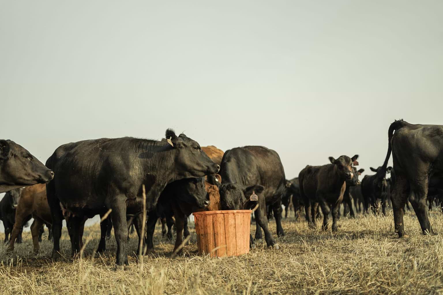 Riomax® PG360 - Riomax® 360