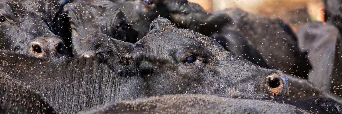 Cattle Breeding, Grazing & Fly Control Archives - Riomax® 360