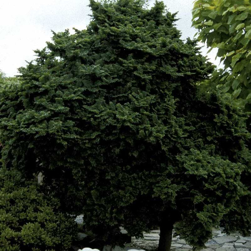 Træer | Køb et billigt træ online | Danmarks største udvalg