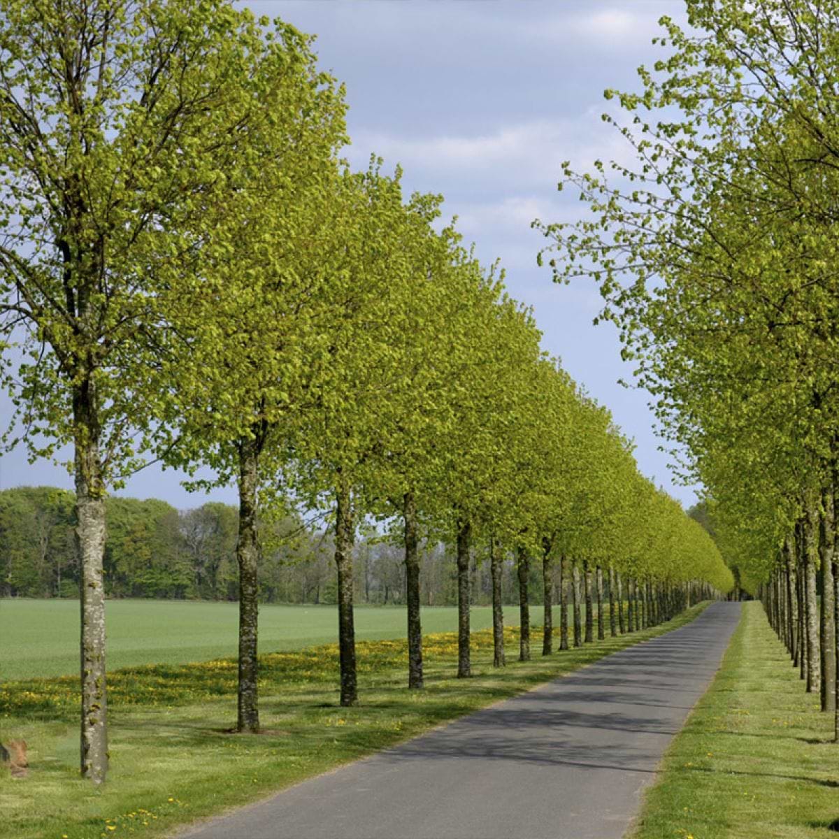 Træer | Køb et billigt træ online | Danmarks største udvalg