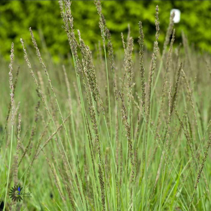 Blåtop (Molinia caerulea) Potte 2 L | købes online her