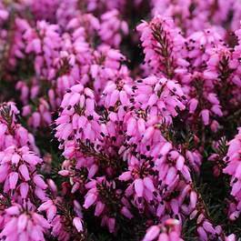 Forårslyng (Erica carnea 'Wintersonne')