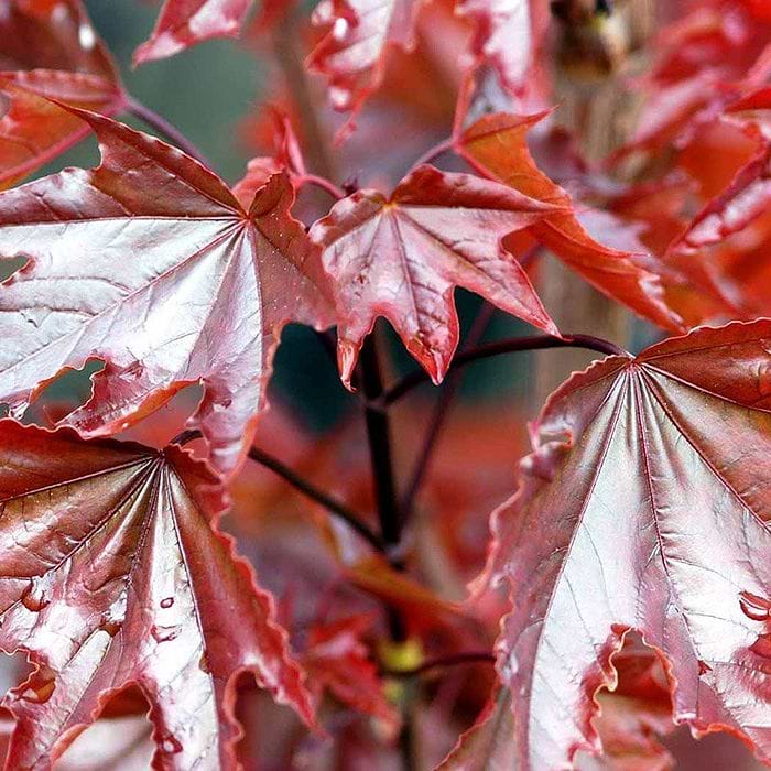 Spidsløn Rødbladet (Acer platanoides 'Crimson Sentry') Enstammet ...