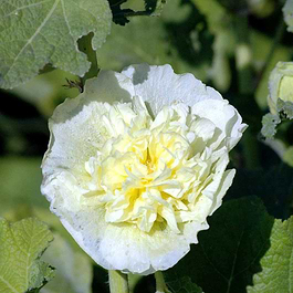 Stokrose (Alcea rosea ´Pleniflora Gul´)