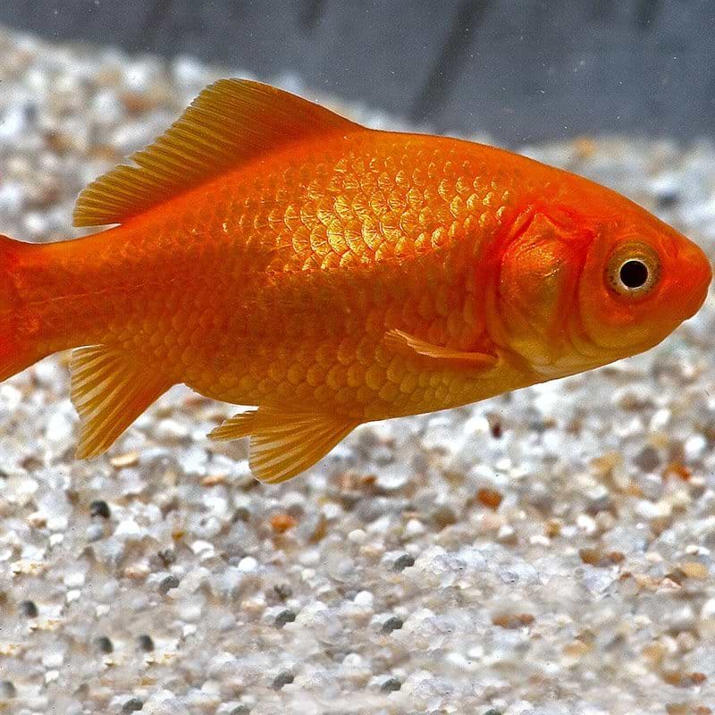 Guldfisk (Carassius carassius) - Stor