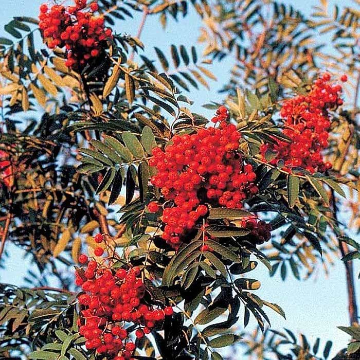 Røn (Sorbus Aucuparia) Flerstammet - Flere varianter | se udvalget her|