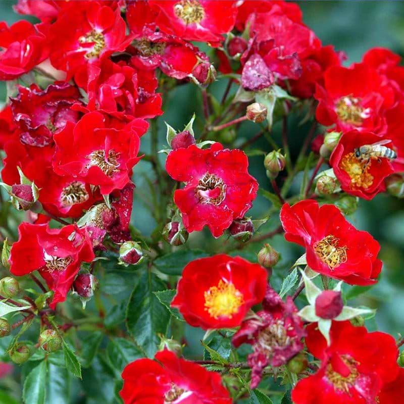 Bunddækkende rose (Bassino)