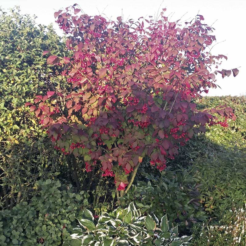Benved Euonymus planipes - Flotte buske og træer - Køb nu!