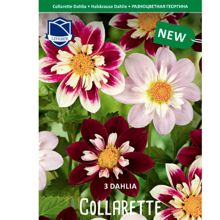 Dahlia 'Colarette Mix' (blomsterløg) | køb blomsterløg her