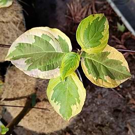 Pagode kornel (Cornus alternifolia 'Golden Shadows') 80-120 cm ...