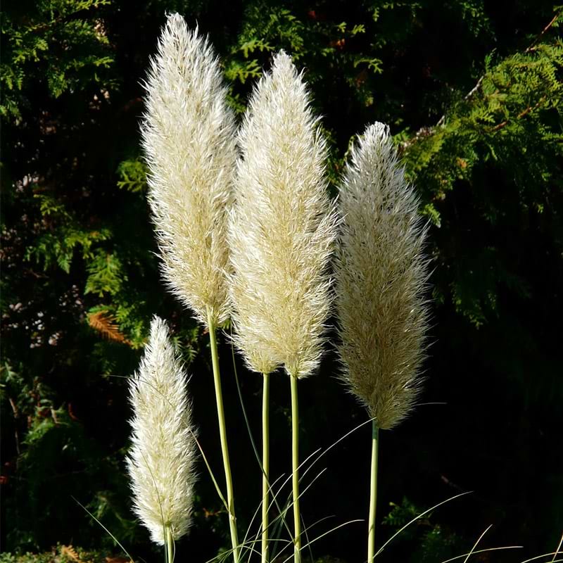 Elegantes Cortaderia Selloana Senior Bilder