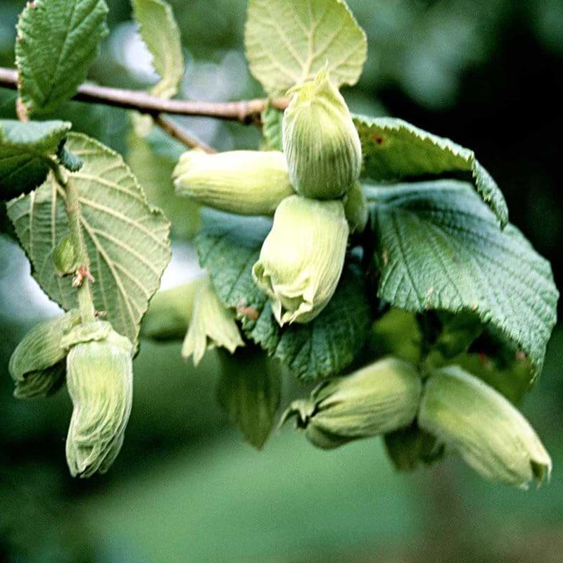 Hassel 'Halleske Kæmpe' (Corylus avellana 'Halle'sche Riesen') 50-80 cm