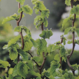 Troldhassel (Corylus Avellana 'Twister') 40-60 cm | købes online her|