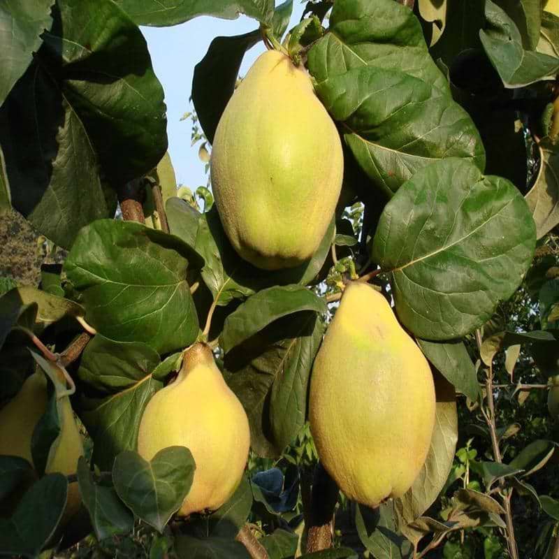 Pærekvæde (Cydonia oblonga 'Vranja') - Flere varianter