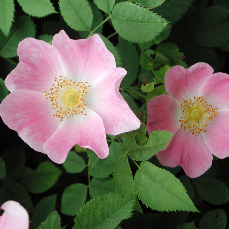 Hunderose (Rosa Canina) - Flere varianter