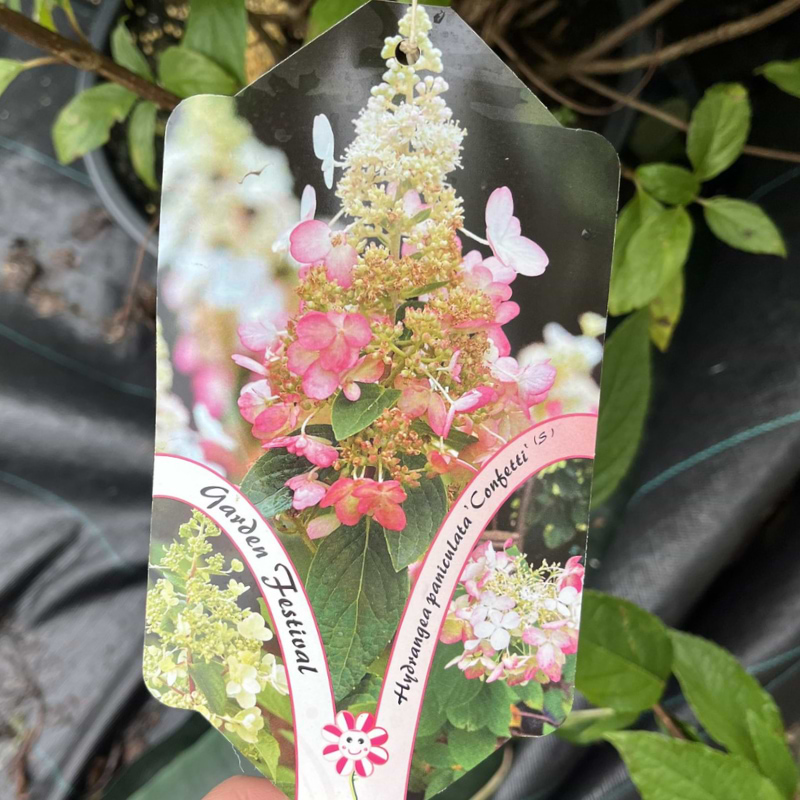 hydrangea paniculata confetti