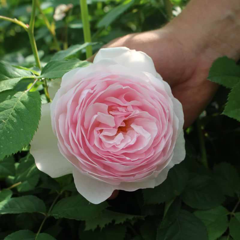 Engelsk rose (Rose 'Olivia Rose Austin' (Ausmixture)) - Barrods