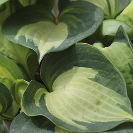 Funkia (Hosta 'Dream Weaver') 9 cm potte