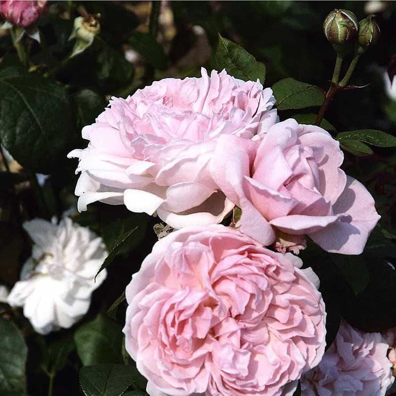 Engelsk rose (Eglantyne) - Flere varianter