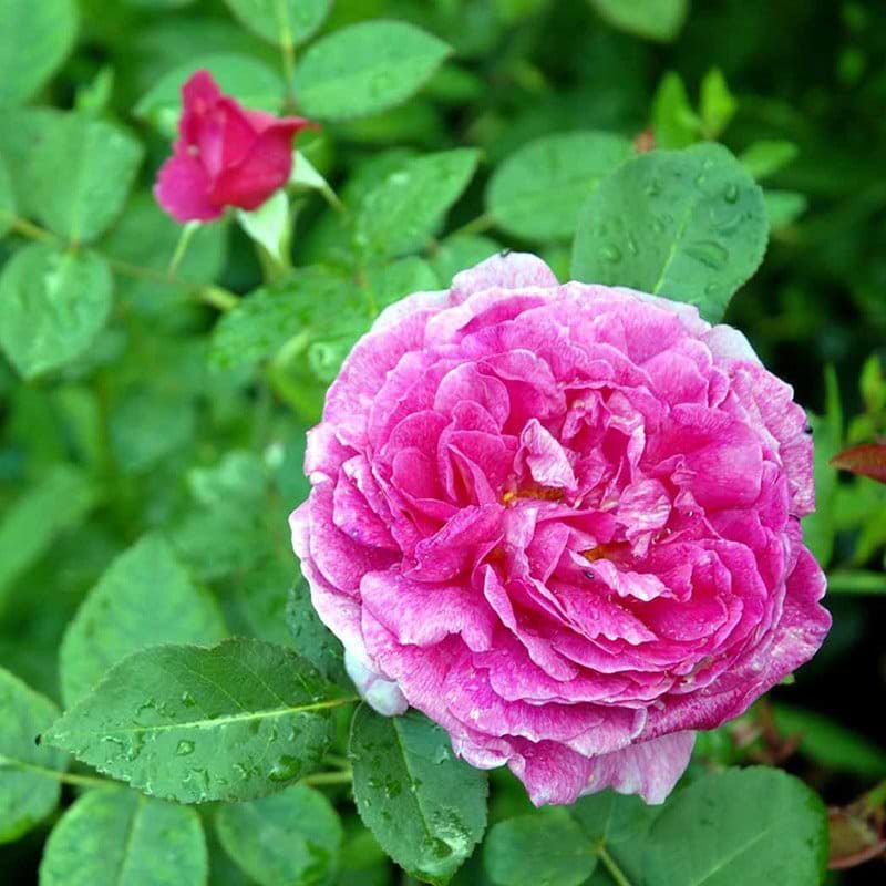 Engelsk rose (Noble Antony) - Barrods
