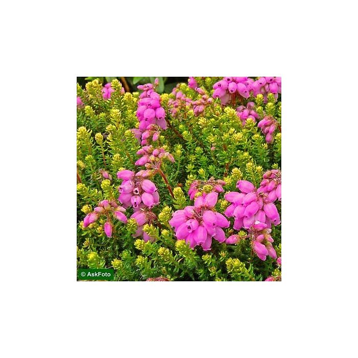 Forårslyng (Erica x stuartii 'Irish Orange')