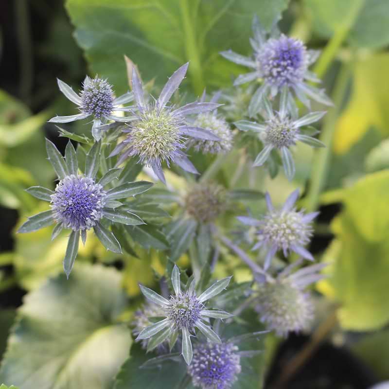 Russisk mandstro (Eryngium planum 'Blue Hobbit') Potte 9 cm