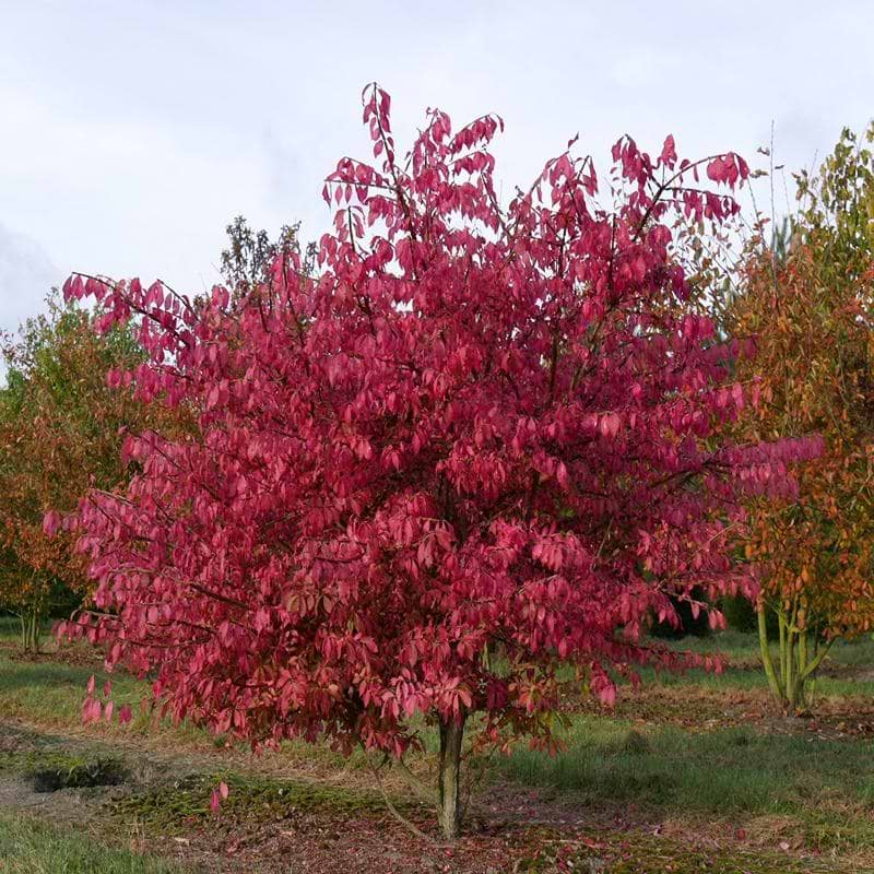 Vinget Benved - Levering direkte til din dør - Bestil planter her!