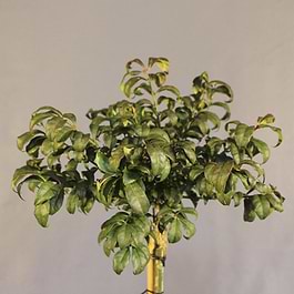 Vinget benved (Euonymus alatus 'Compactus')