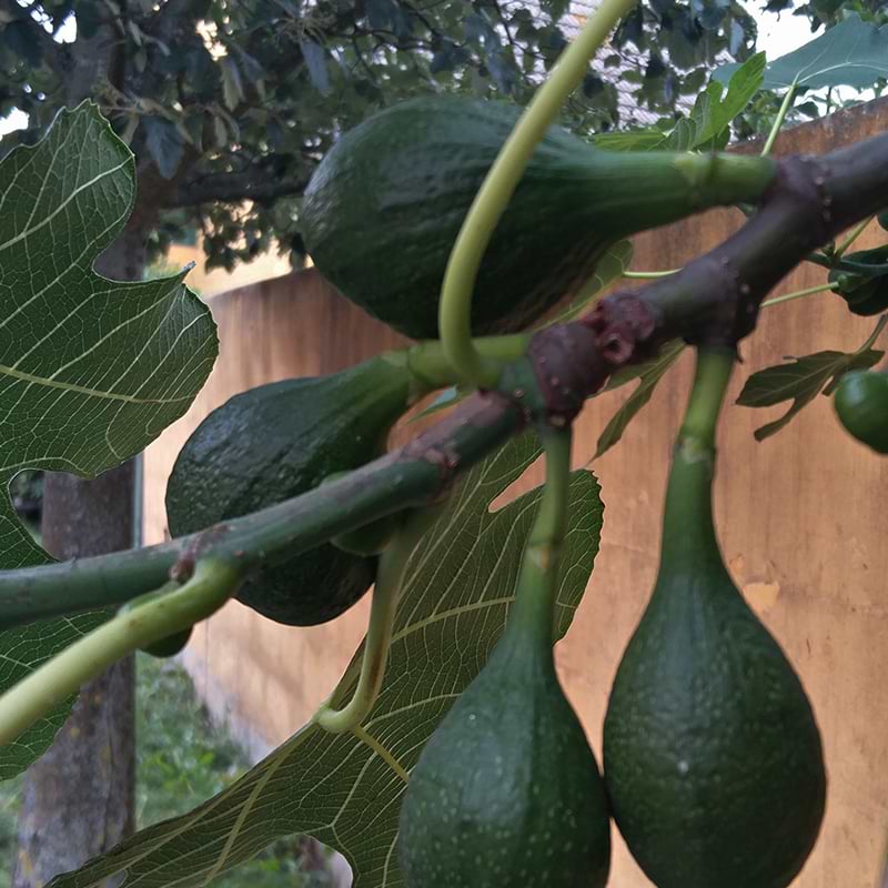 Figen (Ficus carica 'Bornholm') Opstammet 80-90 cm | Jespers ...