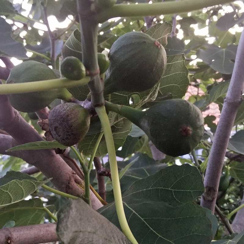 Figen (Ficus Carica 'Brown Turkey') 140-180 cm | Jespers Planteskole ...