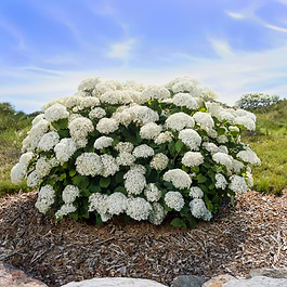 Hortensia (Hydrangea arborescens 'FlowerWOW') Potte 2 L
