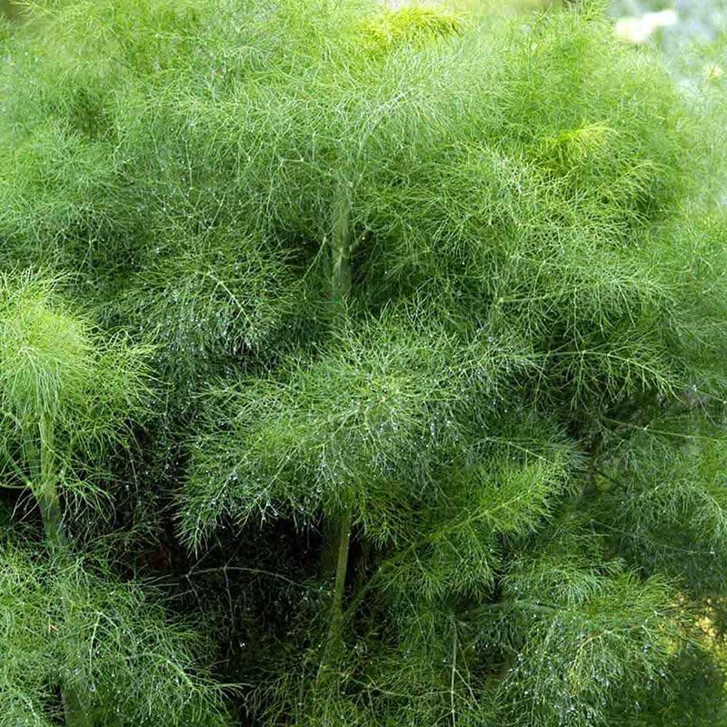 Fennikel (Foeniculum vulgare)