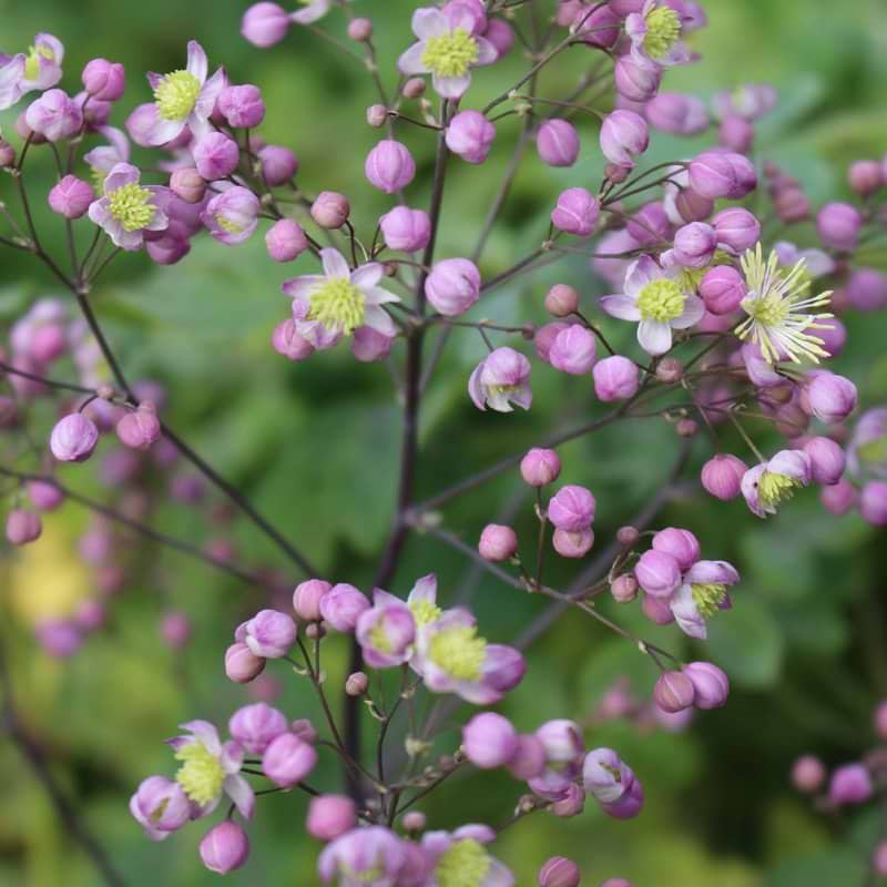 Frøstjerne (Thalictrum 'Elin')
