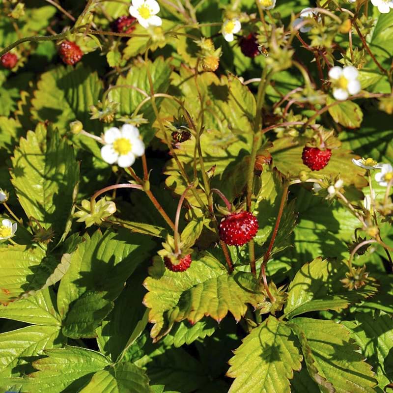 Skovjordbær (Fragaria Vesca)