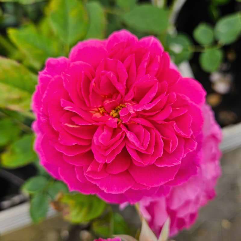 Engelsk rose ('Gabriel Oak) - ('Auscrowd) Flere Varianter