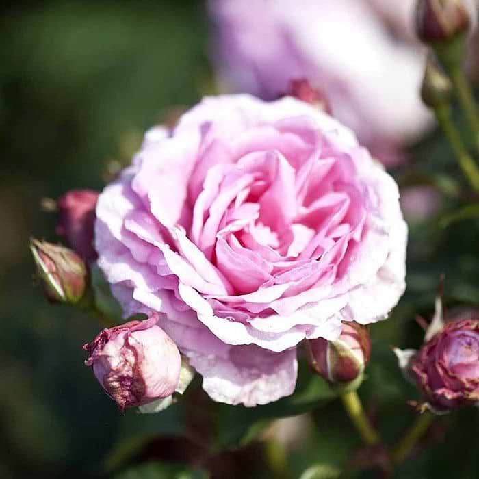 Renaissance rose (Ghita)