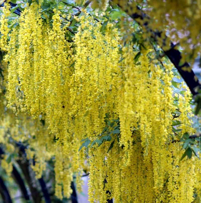 Laburnum anagyroides 'Yellow Rocket' 300-350 cm