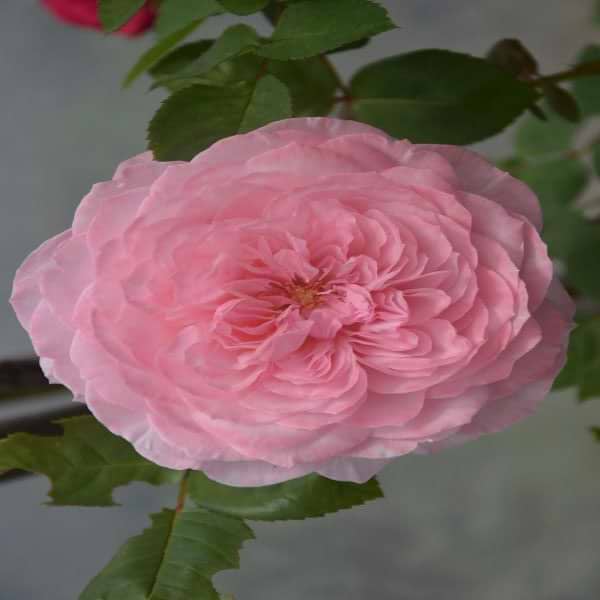 Storblomstrende rose (Holstebro rosen) - Barrods