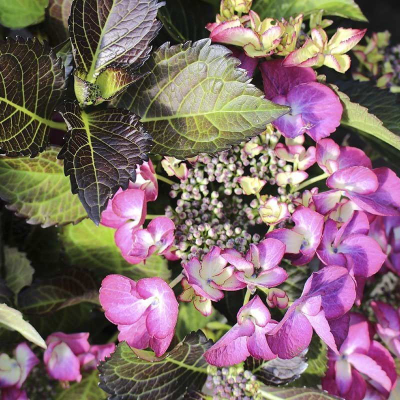 hydrangea black angel