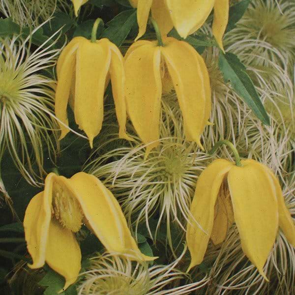 Klematis (Clematis 'Aureolin')