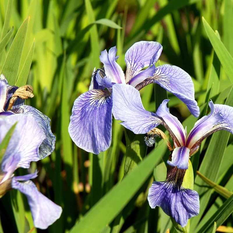 Iris setosa
