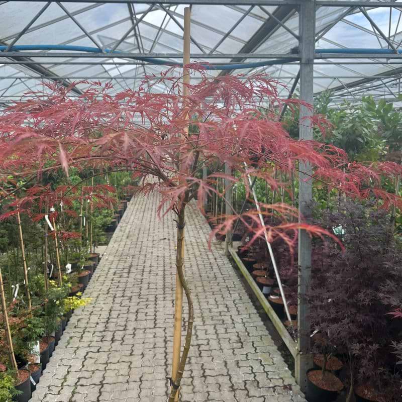 Japansk Dværgløn (Acer palmatum 'Dissectum Garnet') Opstammet 160 cm