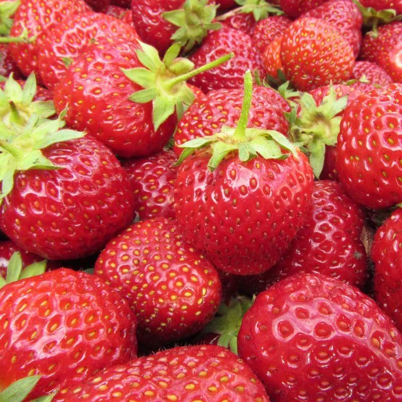 Jordbærplanter (Fragaria 'Elsanta') | box 10 stk. | Se online her