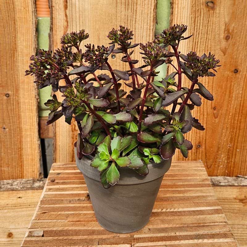Krukke Stenurt Japansk (Sedum cauticola 'Brown Sugar')
