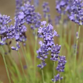 Lavendel (Lavandula angustifolia 'Essence purple') potte 17 cm