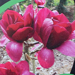 Magnolia (Magnolia 'Emperor') 100-130 cm
