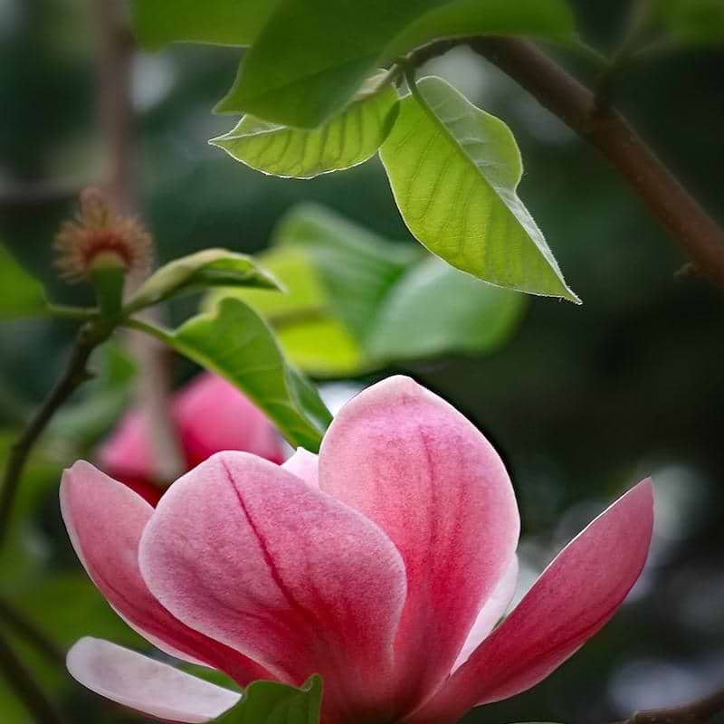 Magnolia (Magnolia 'Rose Marie') | 175-225 cm | Se online her