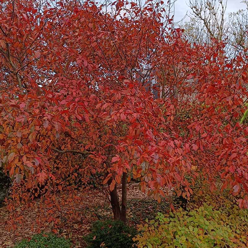Paradisæble (Malus Sieboldii 'Freja') Opstammet - Flere varianter | køb her